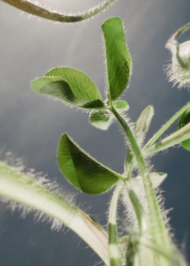 A Little Clover Leads Colby Biologist on a Giant Quest - Colby News