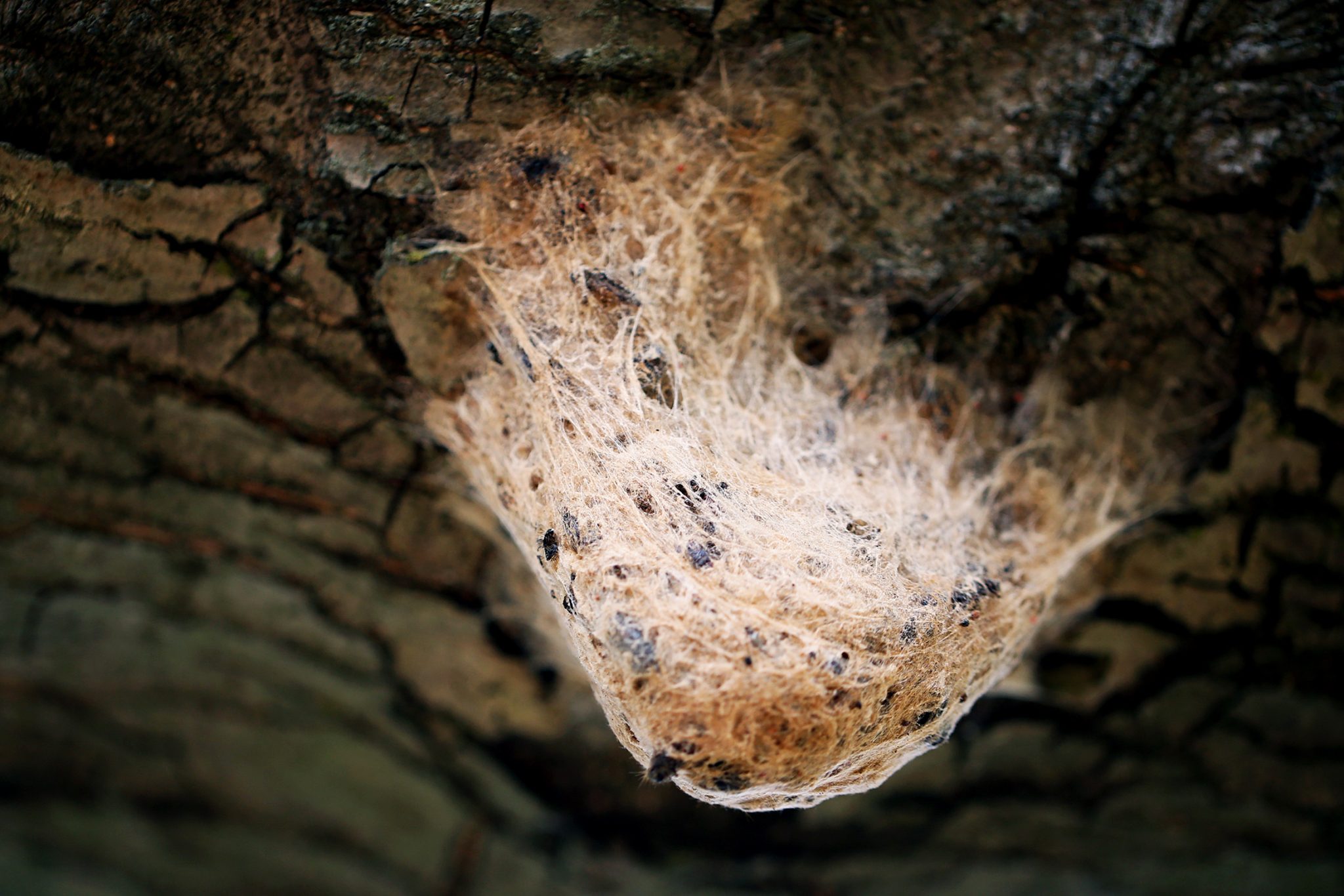 AI Datathon Aims to Aid in Browntail Moth Invasion - Colby News