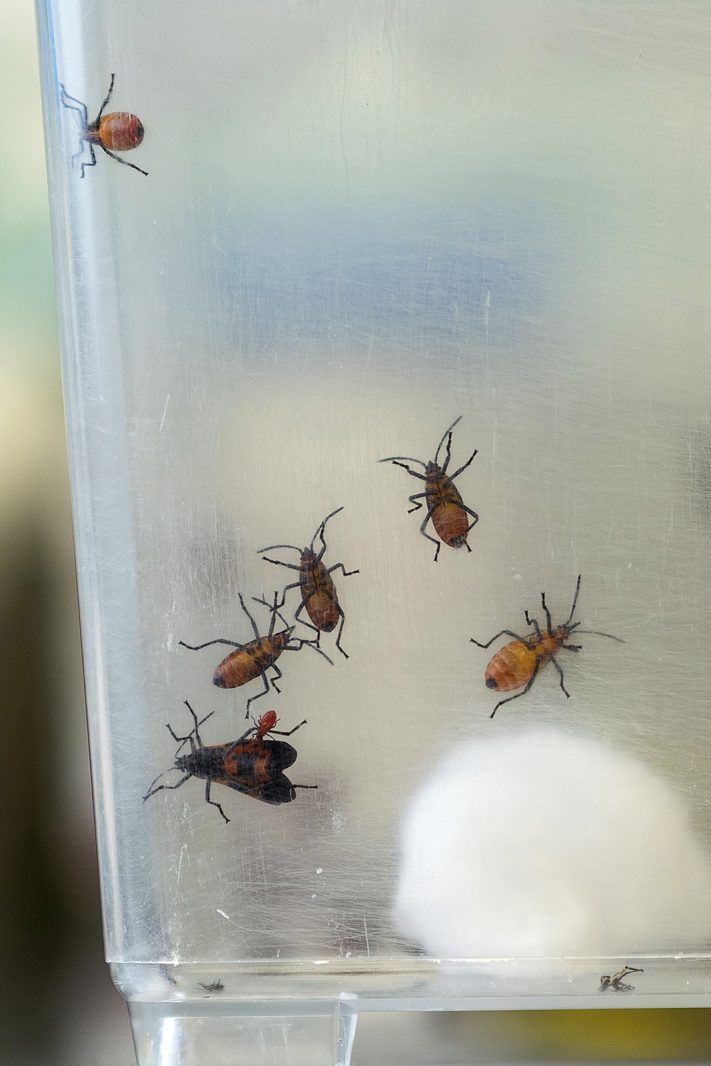Milkweed Bugs: ‘An Appendage for Every Function’ - Colby News