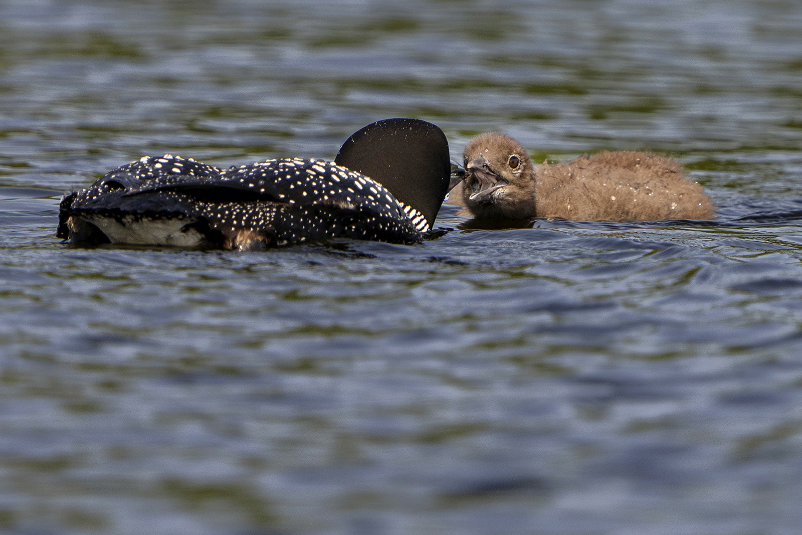 Protecting the Call of the Wild - Colby News